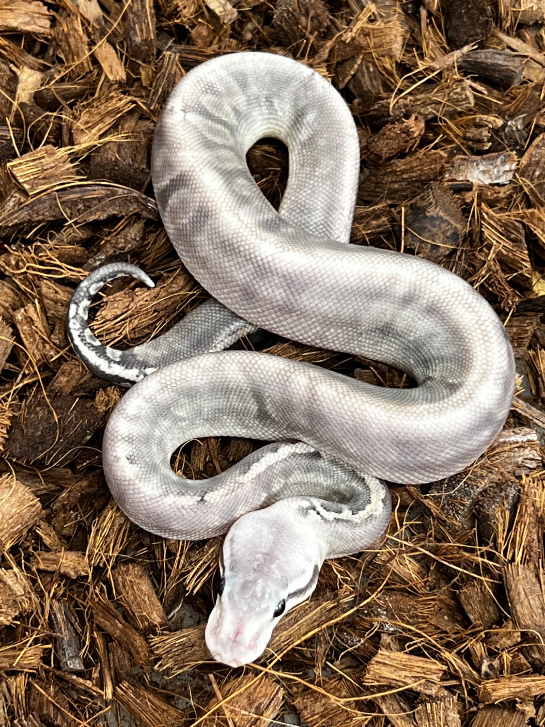 Super Pastel Lesser Ghi Hypo Ball Python by SW reptiles - MorphMarket