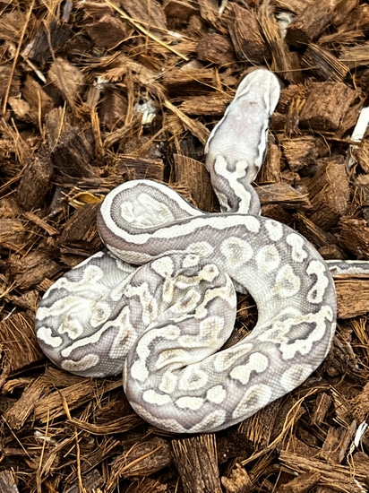 Pastel Lesser Ghi Hypo Ball Python by SW reptiles