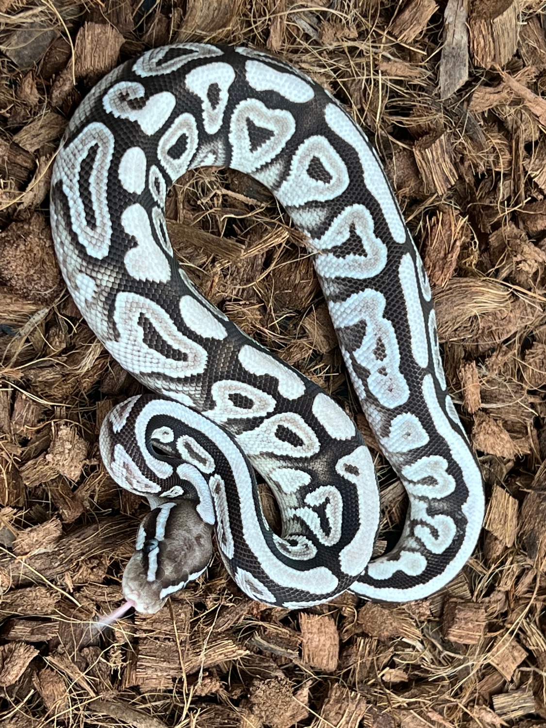 VPI Axanthic Mojave Spotnose Ball Python by SW reptiles - MorphMarket