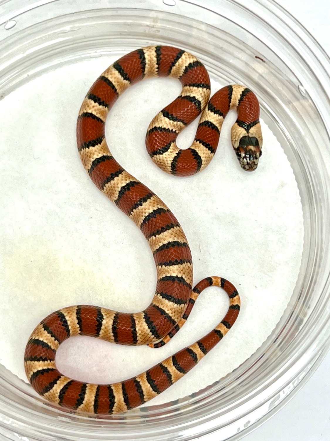 Milksnake Phase Thayeri #3 Nuevo Leon Kingsnake by SW reptiles ...