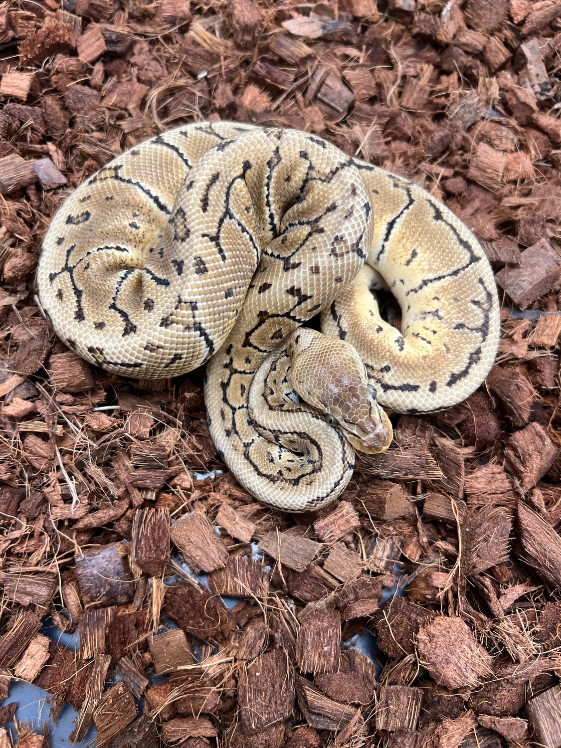 Lemonblast Ball Python by SW reptiles - MorphMarket