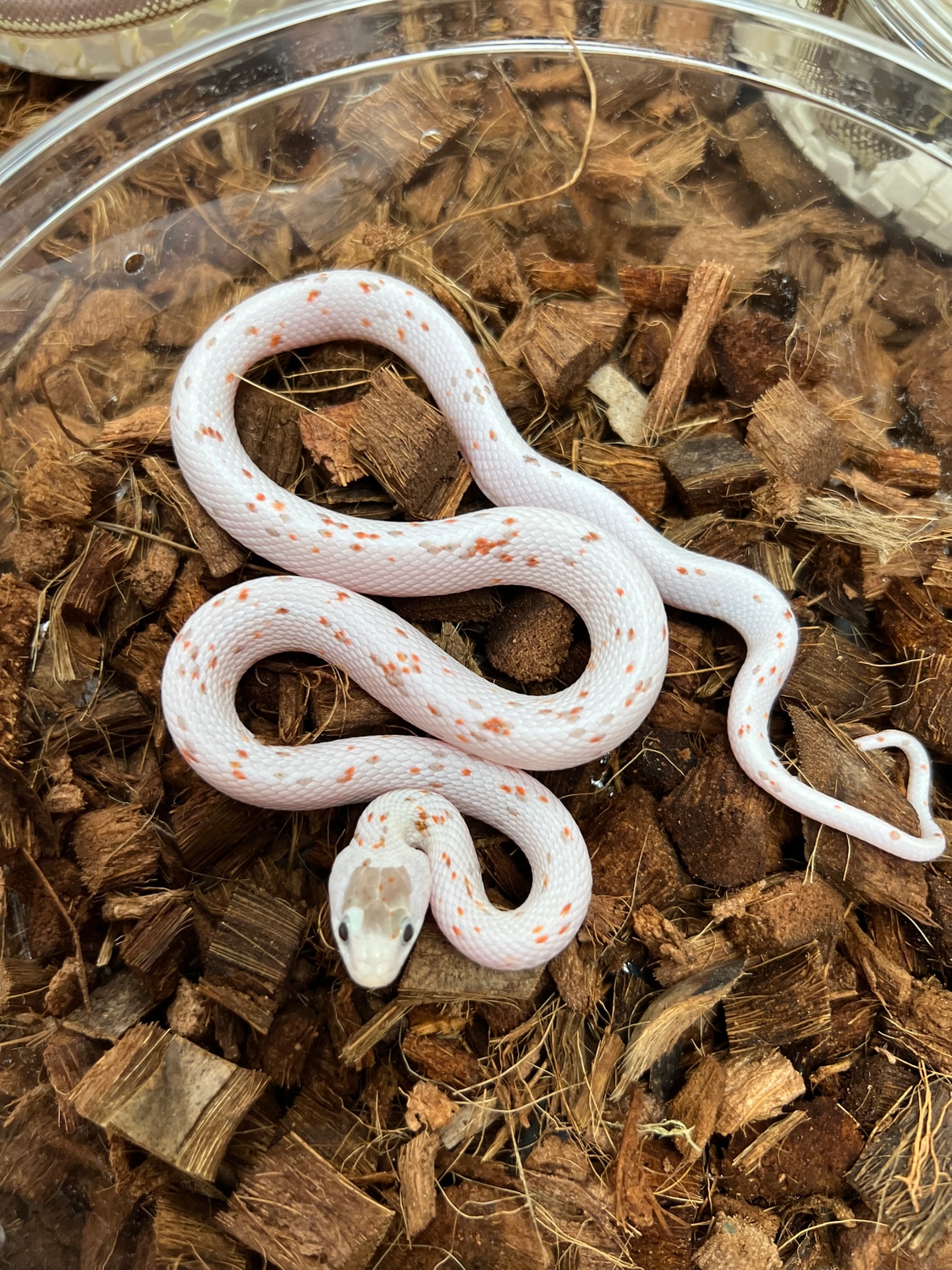 Palmetto FREE SHIPPING Corn Snake by SW reptiles - MorphMarket