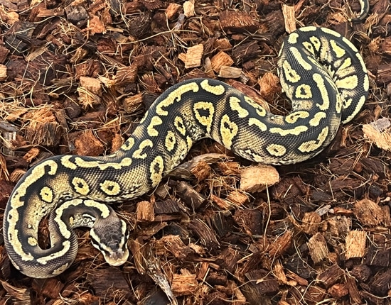 Pastel Paint 50% Het Albino Free Shipping Ball Python by SWReptile
