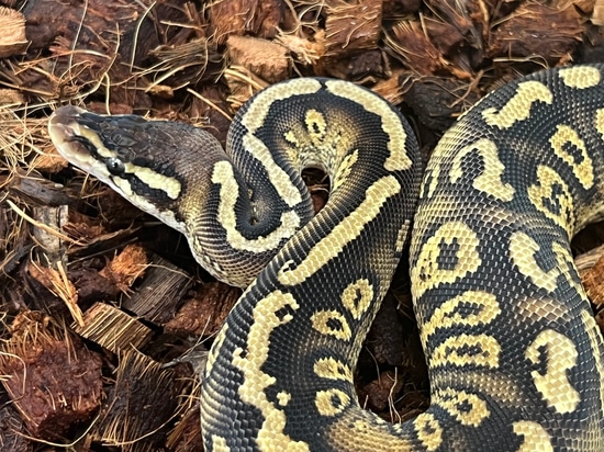 Pastel Paint/Sentinel Pos Het Albino Ball Python by SWReptile