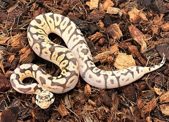 Bumblebee Paint Ball Python by SW reptiles