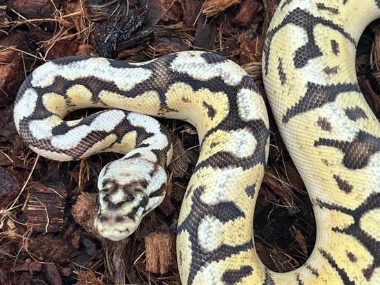 Bumblebee Paint Ball Python by SWReptile