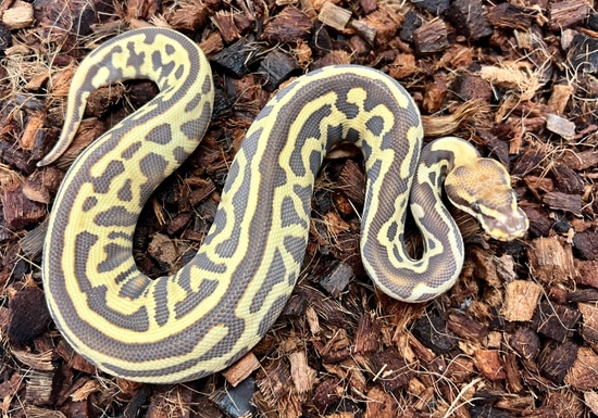 Amazing Black Pastel Orange Dream Leopard Het Albino Ball Python by ...
