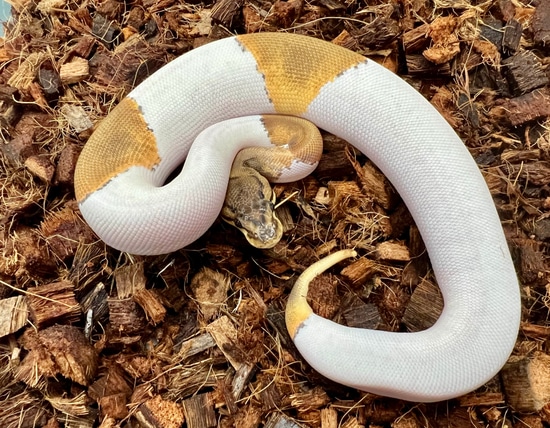 Pinstripe Pied Pos Het Albino Ball Python by SWReptile