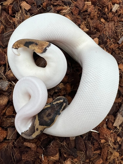 Pied High White Ball Python by SWReptile