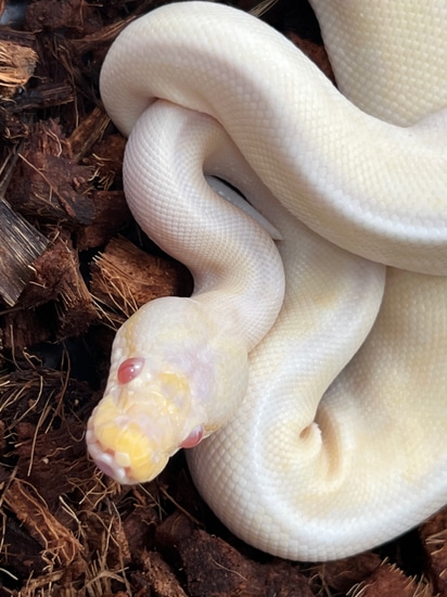 Pastel Albino Champagne Ball Python by SWReptile