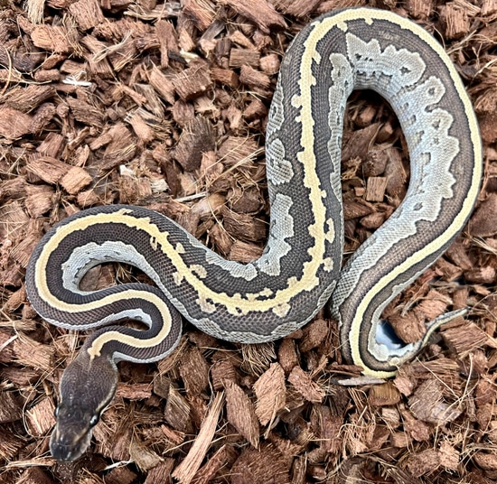 Black Head Mojave Pinstripe Yb Het Lavender Ball Python by SWReptile