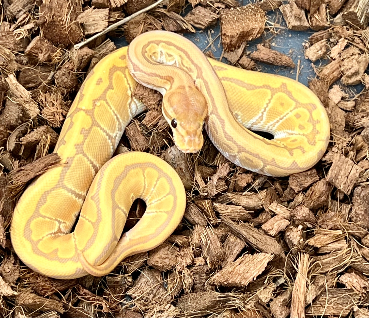 Ultramel Pinstripe Ball Python by SW reptiles - MorphMarket