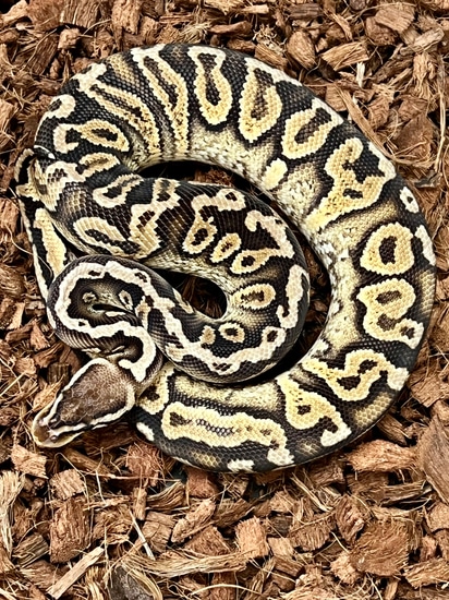Pastel Paint Ball Python by SW reptiles