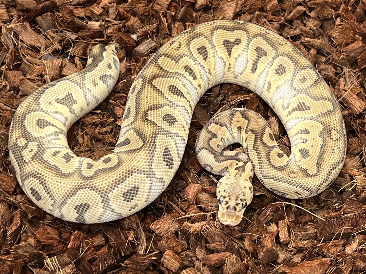 Pastave Clown Ball Python by SW reptiles - MorphMarket