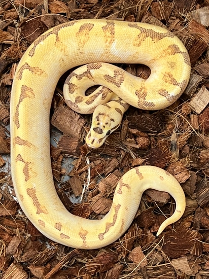 OD Ivory Bumblebee FREE SHIPPING Ball Python by SWReptile