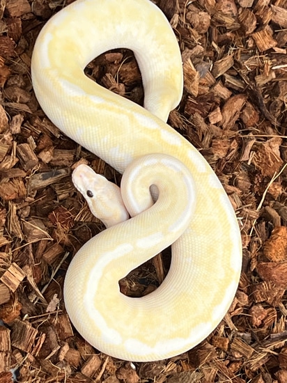 Super Special Het Monsoon Ball Python by SWReptile