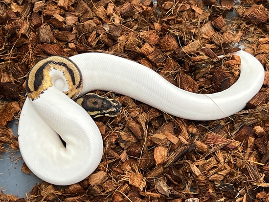 Pied Pos Het Albino FREE SHIPPING Ball Python by SWReptile