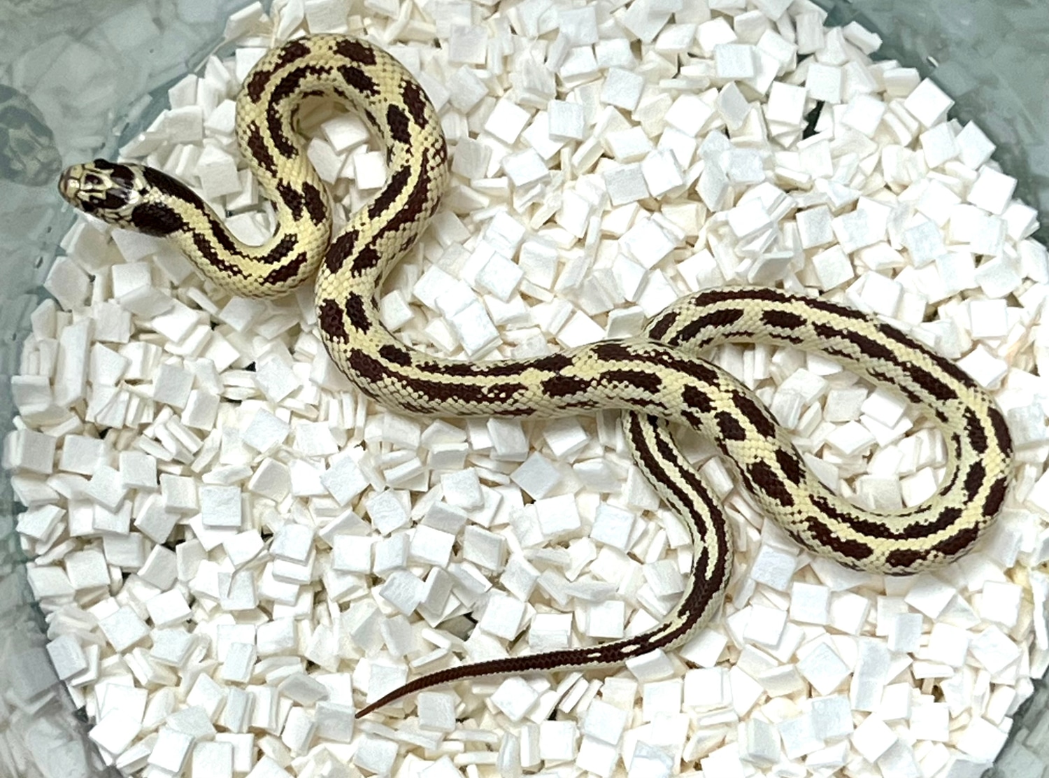 Banana King California Kingsnake by SW reptiles - MorphMarket