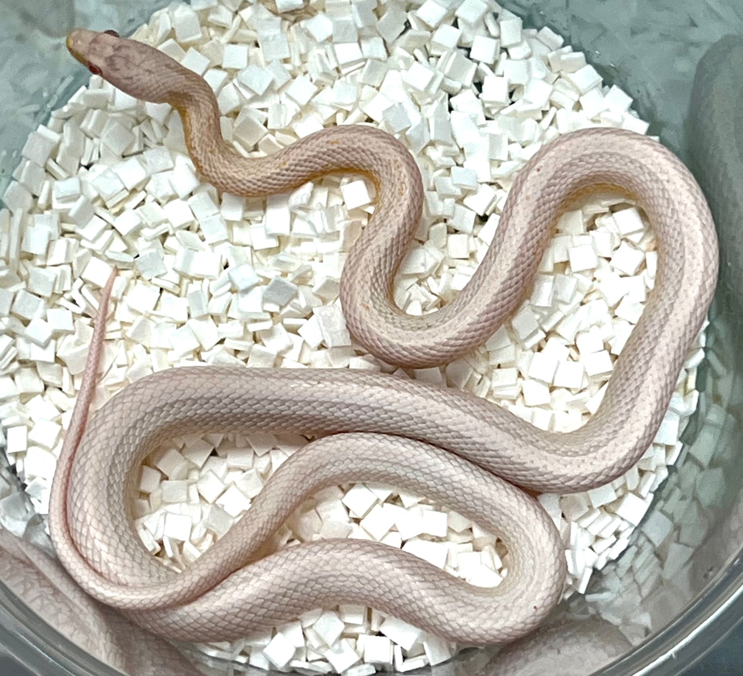 Extremely Well Started Snow Striped Corn Snake by SW reptiles - MorphMarket
