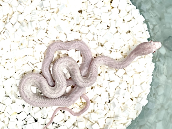 Albino Luecistic Has Het Scaleless Other Rat Snake by SW reptiles