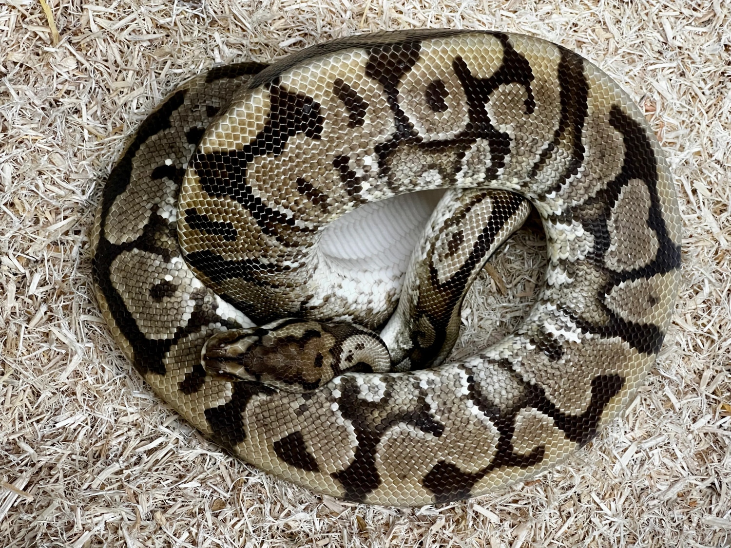Hidden Gene Yellow Belly Woma Het Ultramel Ball Python by SW reptiles ...