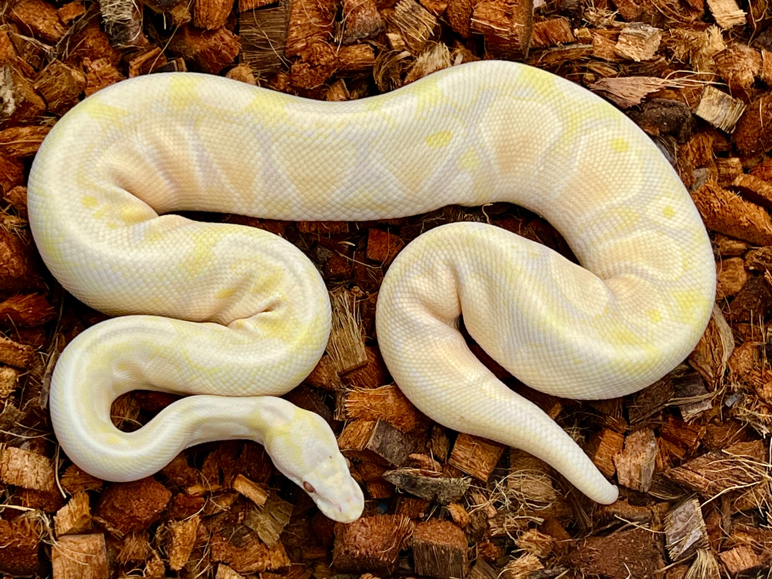 Pastel Lavender Albino Ball Python by SW reptiles - MorphMarket