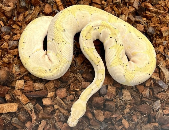 Adult Banana Clown. Proven Many Times Over. Ball Python by SWReptile