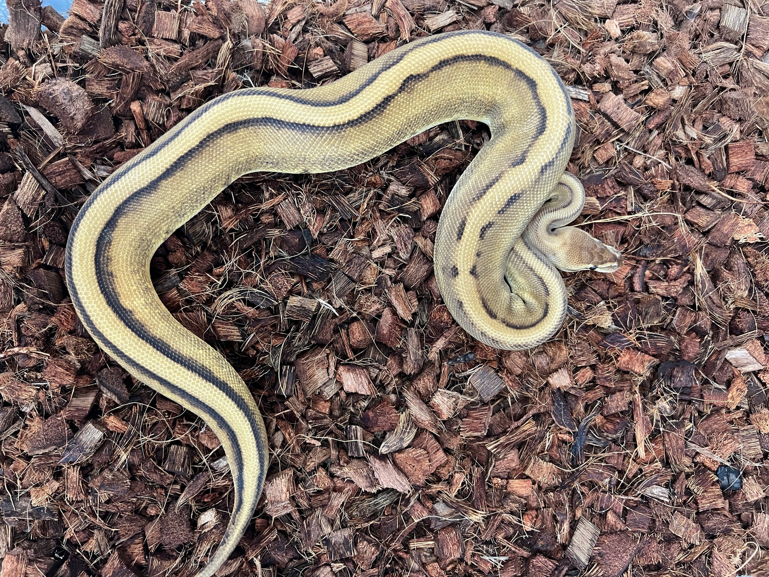 Genetic Stripe 66% Het Ultramel & 50% Het Clown Ball Python by SW ...