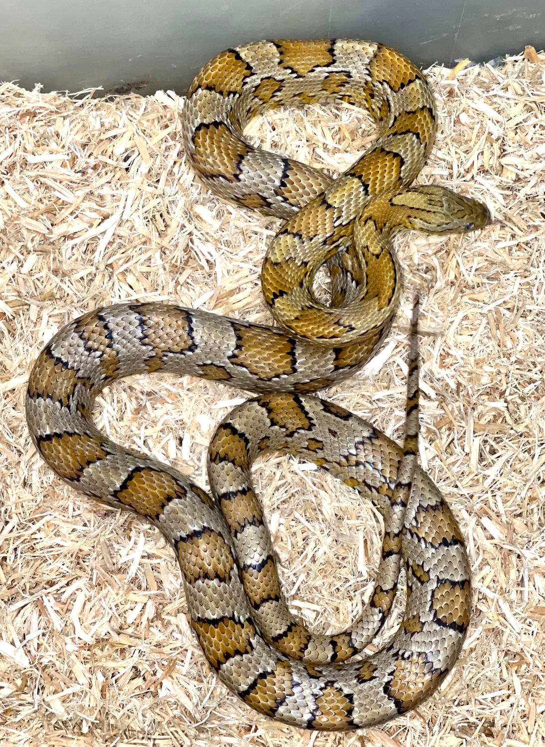 Caramel Corn Snake by SW reptiles - MorphMarket