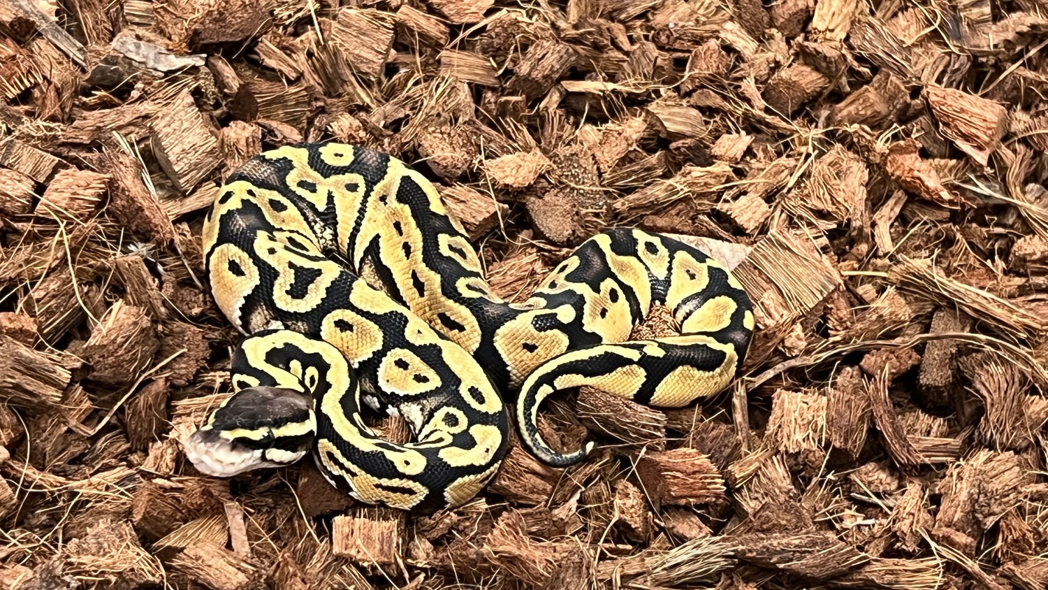 Pastel Het Paint Ball Python by SW reptiles - MorphMarket