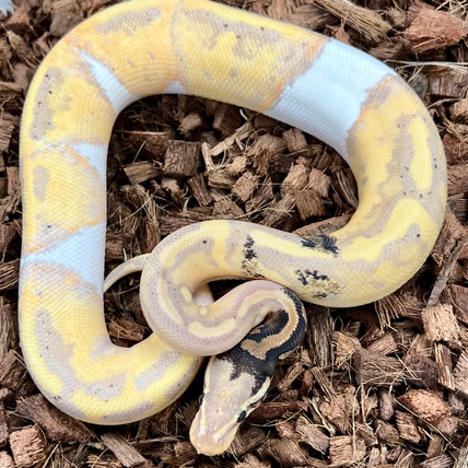 SW reptiles - MorphMarket