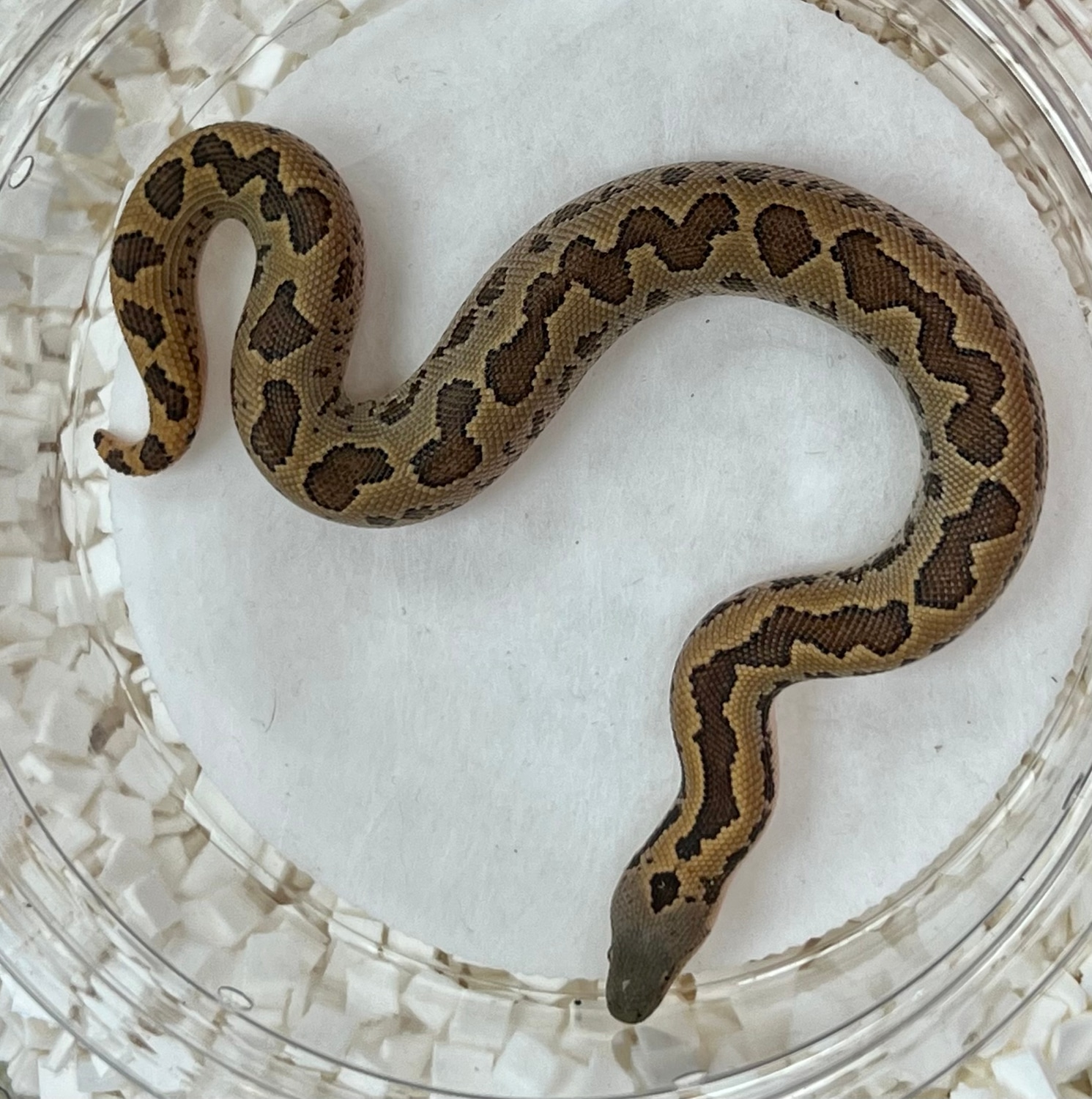 Rough Scale Sand Boa Rough-Scaled Sand Boa by SW reptiles - MorphMarket