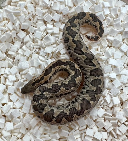 Rough Scale Sand Boa Rough-Scaled Sand Boa by SWReptile