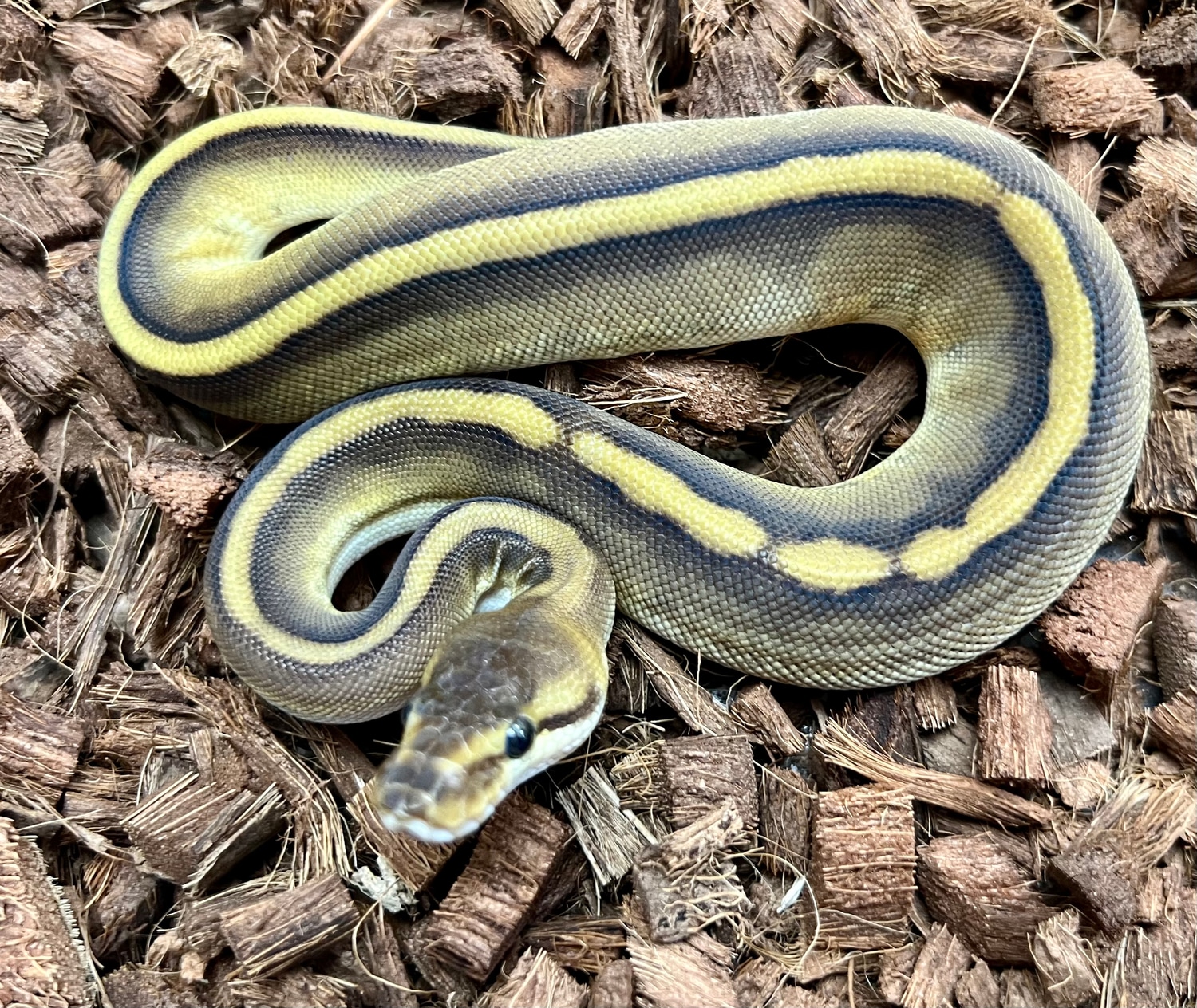 Genetic Stripe Het Axanthic Vpi Ball Python by SW reptiles - MorphMarket