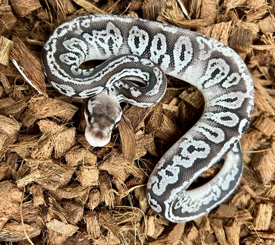 Axanthic Vpi Fire Black Pastel Possible Calico Ball Python by SWReptile