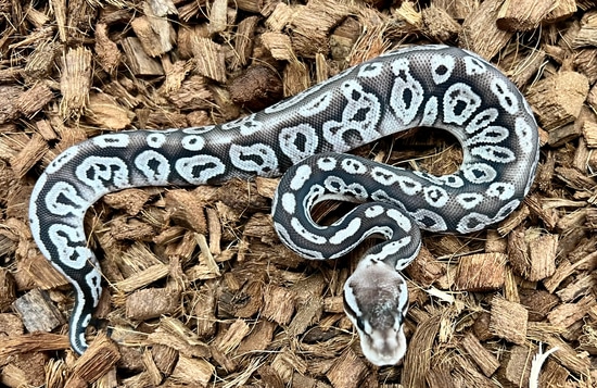 Axanthic Vpi Black Pastel Fire Ball Python by SWReptile