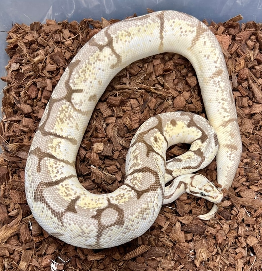 Proven Firebee Double Het Pied Hypo POs Sandblast Ball Python by SWReptile