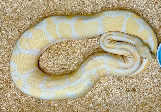 3200 Amazing Albino Ball Python by SWReptile