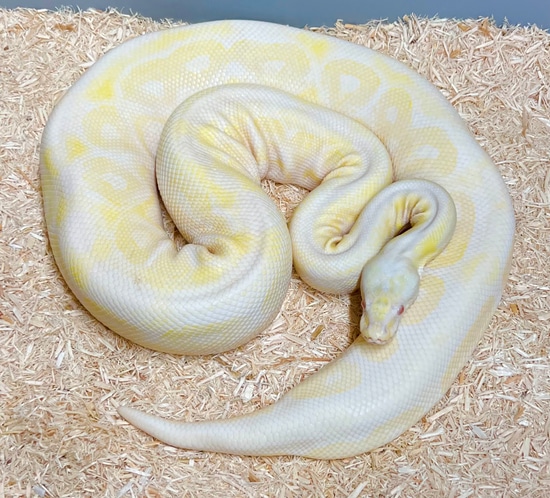 2353 Albino Black Pewter Ball Python by SWReptile