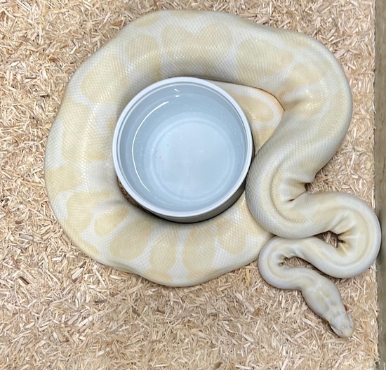 1502 Gram Albino Het Snow Ball Python by SWReptile