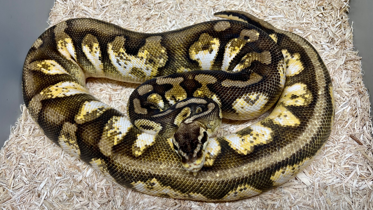2260 Gram Pastel Calico Ball Python by SW reptiles - MorphMarket
