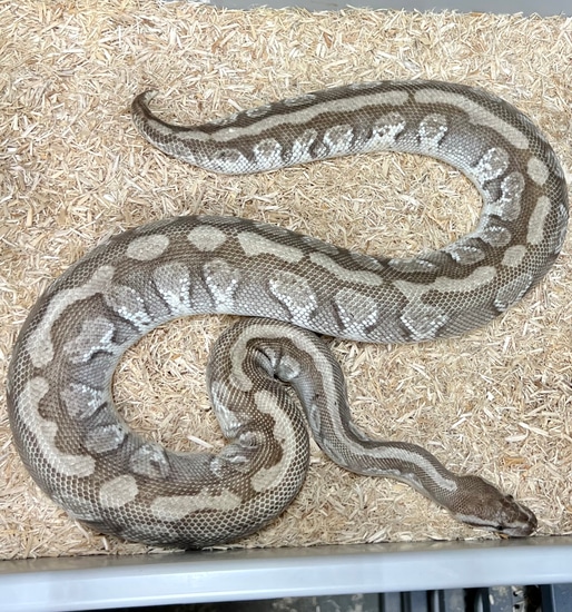 2056 Gram Soulsucker Ball Python by SWReptile