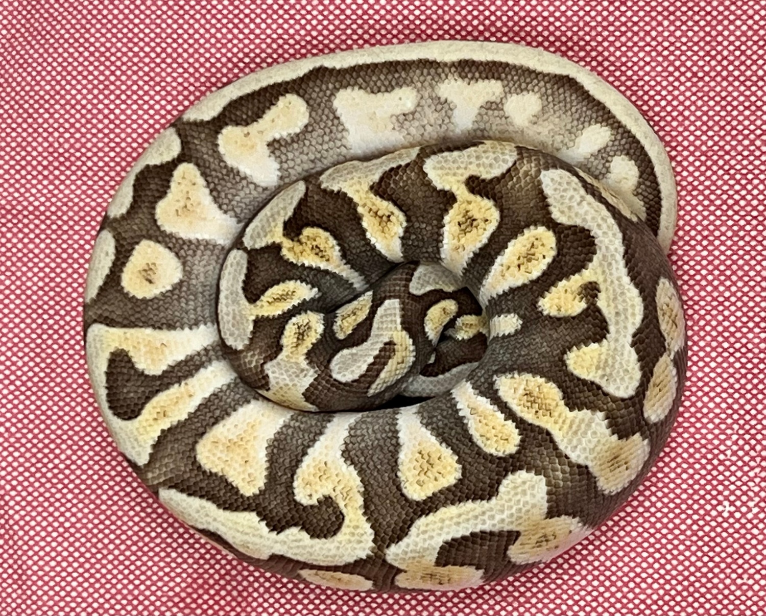 Pastel Lesser Enchi Ball Python by SW reptiles - MorphMarket