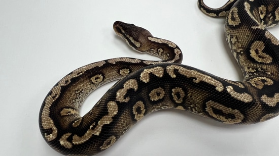 Amazing Paint Male Pos Het Albino Ball Python by SWReptile