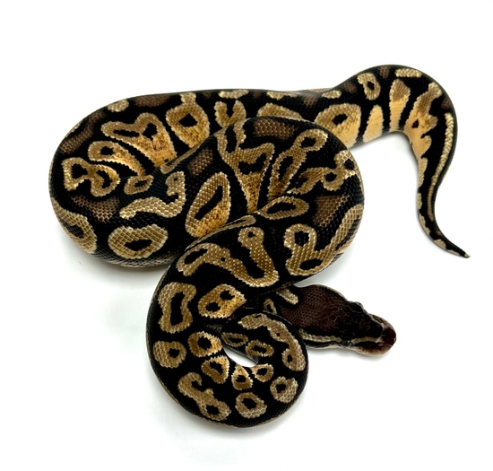 Pastel Het Paint Ball Python by SWReptile