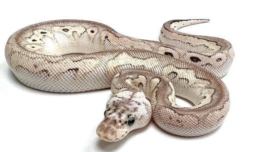 Russo Black Pewter Clown Ball Python by SWReptile