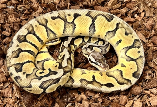 Super Pastel 100% Puzzle Ball Python by SWReptile