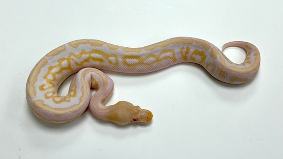Albino Russo Black Pastel Ball Python by SWReptile