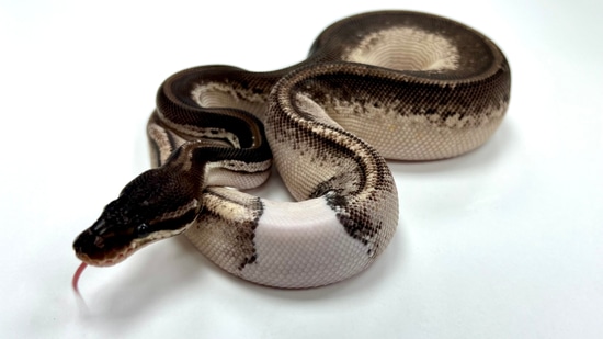 Lesser Black Pewter Ringer Het Pied Ball Python by SWReptile