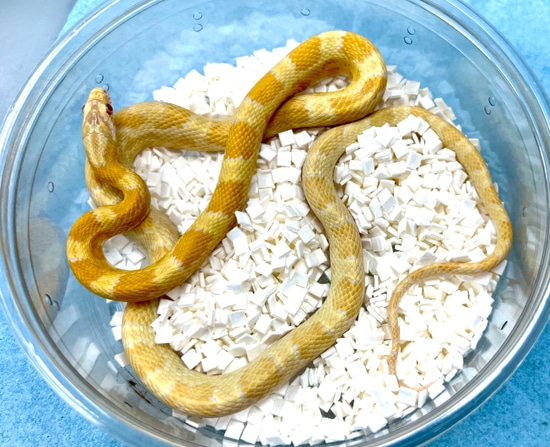 Butter Corn Snake by SWReptile